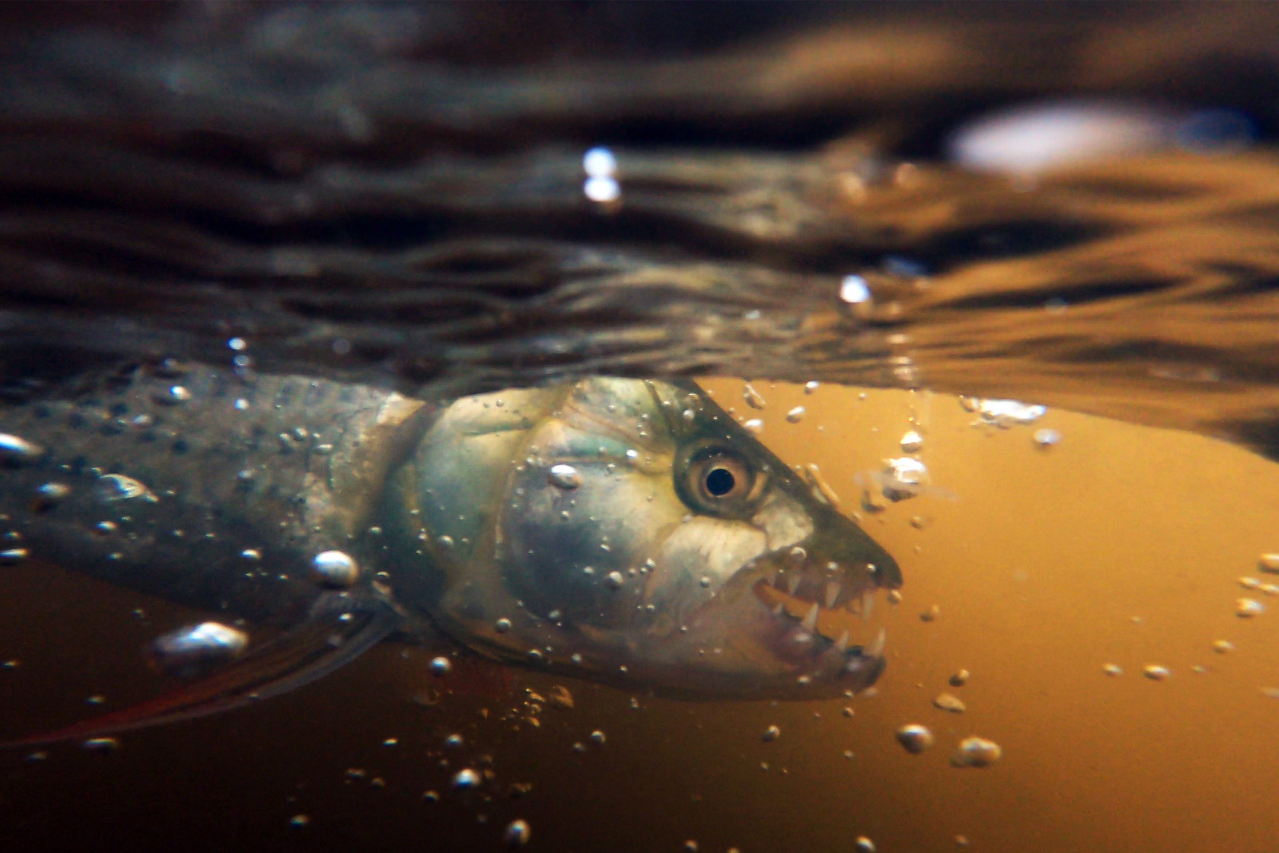 Fishing owls and water dogs - Seeking Wonder